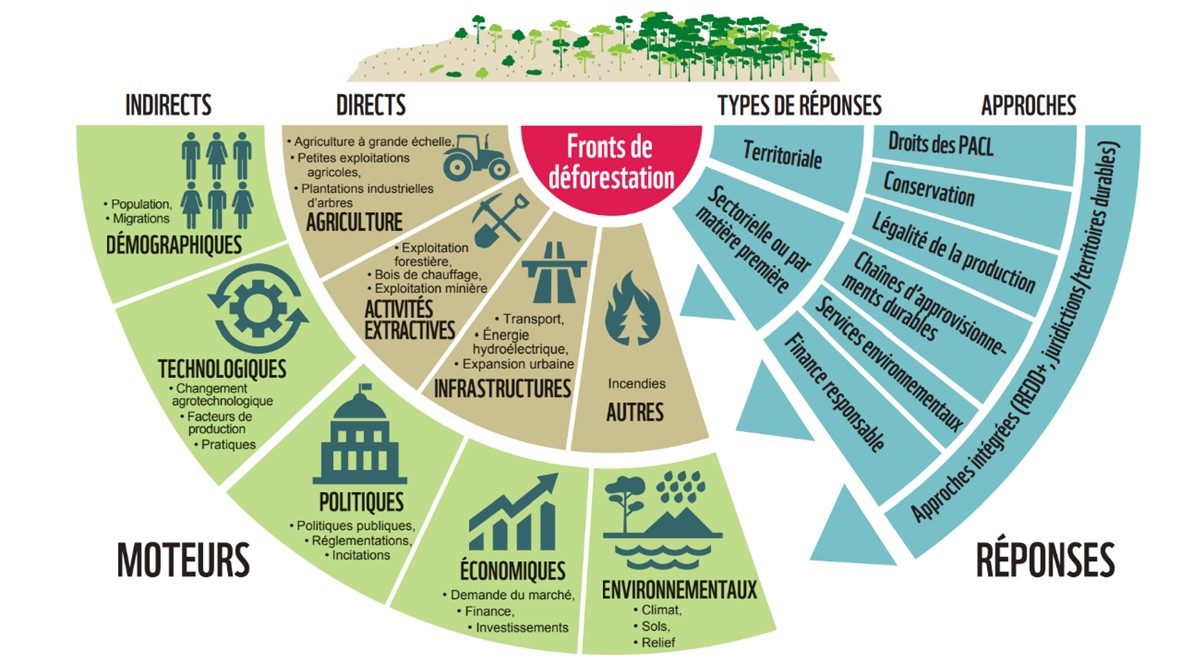 Déforestation: état de nos forêts - Humeco - Informer - Sensibiliser - Agir
